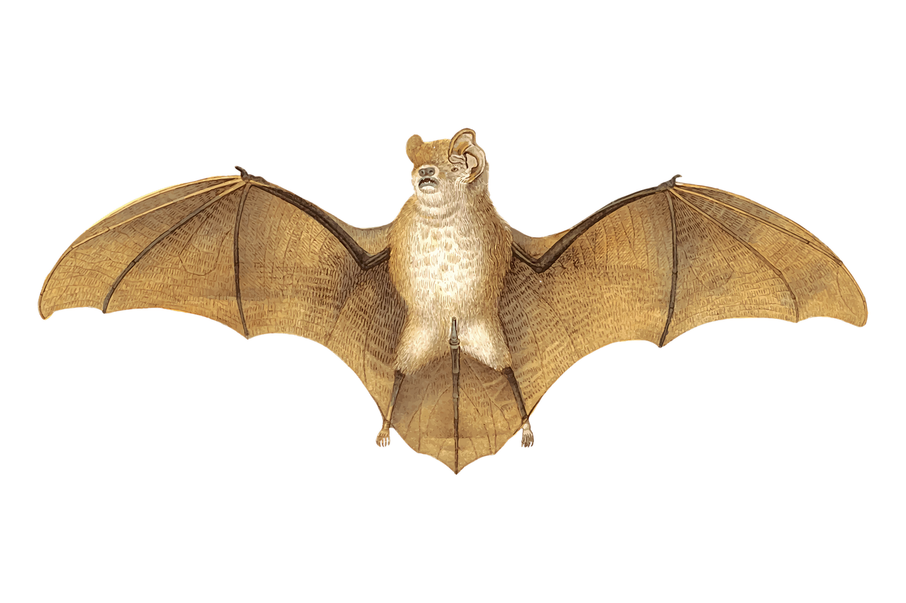 The Bat and the Weasels – Happy & Classic Stories Retold