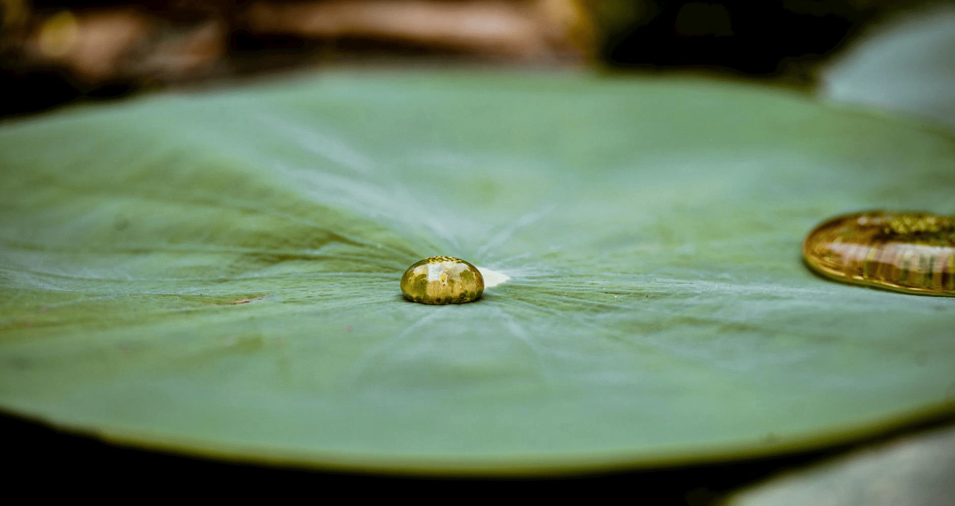 As a water bead on a lotus leaf; Wisdom of Budha.Happy & Classic ...
